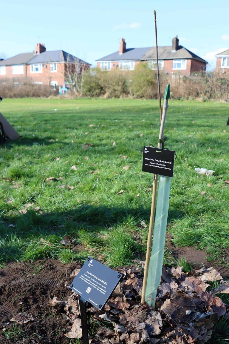 A sapling from the iconic Sycamore Gap tree has just been planted in ...