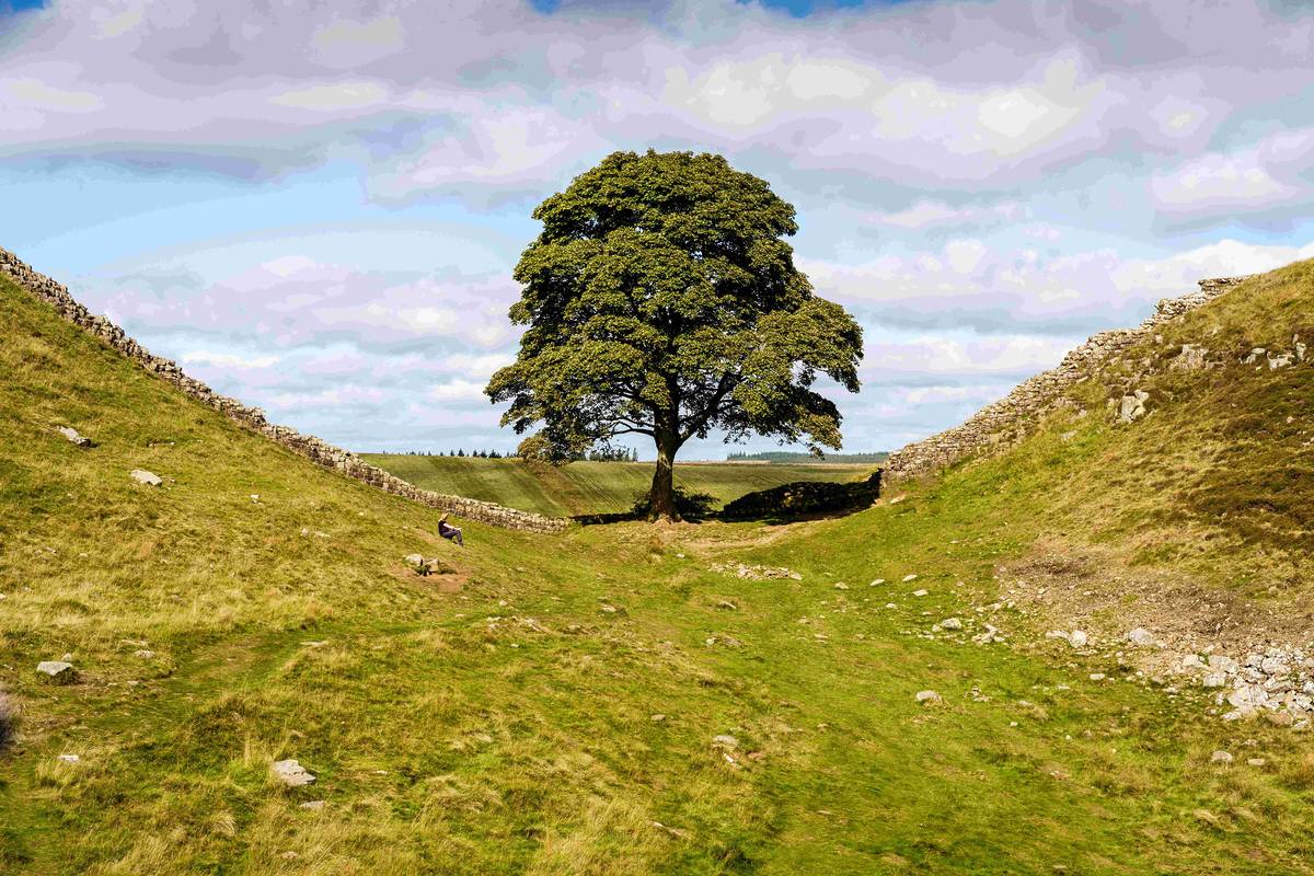A sapling from the iconic Sycamore Gap tree has just been planted in ...