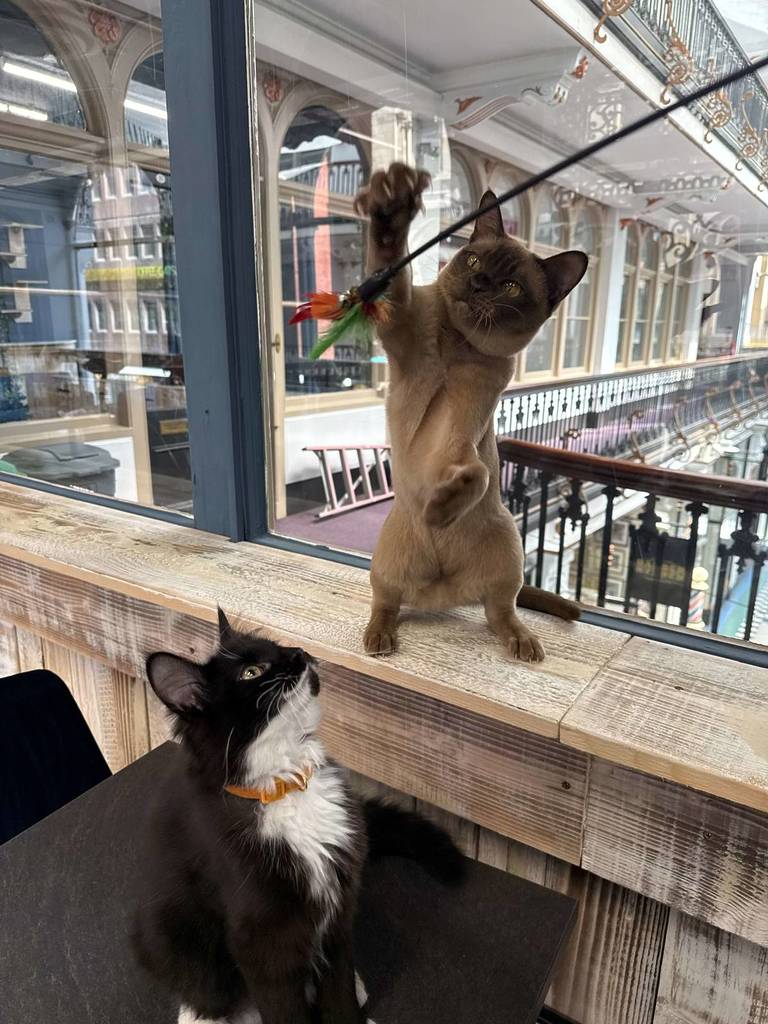 Manchester’s original cat cafe is officially returning to the city ...