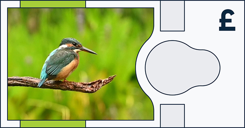 The Bank of England has issued a shortlist of 18 native animals that ...