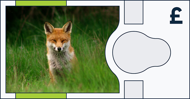 The Bank of England has issued a shortlist of 18 native animals that ...