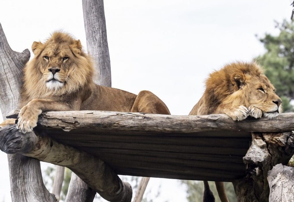Zoos Victoria Is Welcoming Back Visitors From This Thursday But You ...