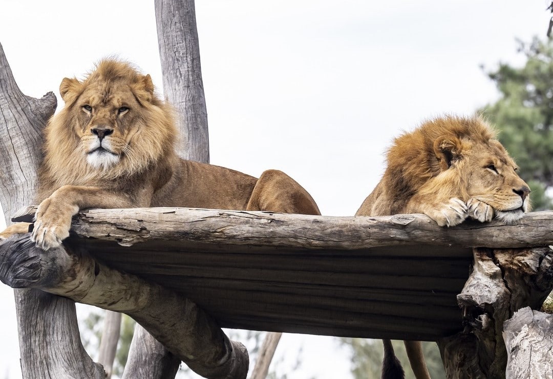 Zoos Victoria Is Welcoming Back Visitors From This Thursday But You ...
