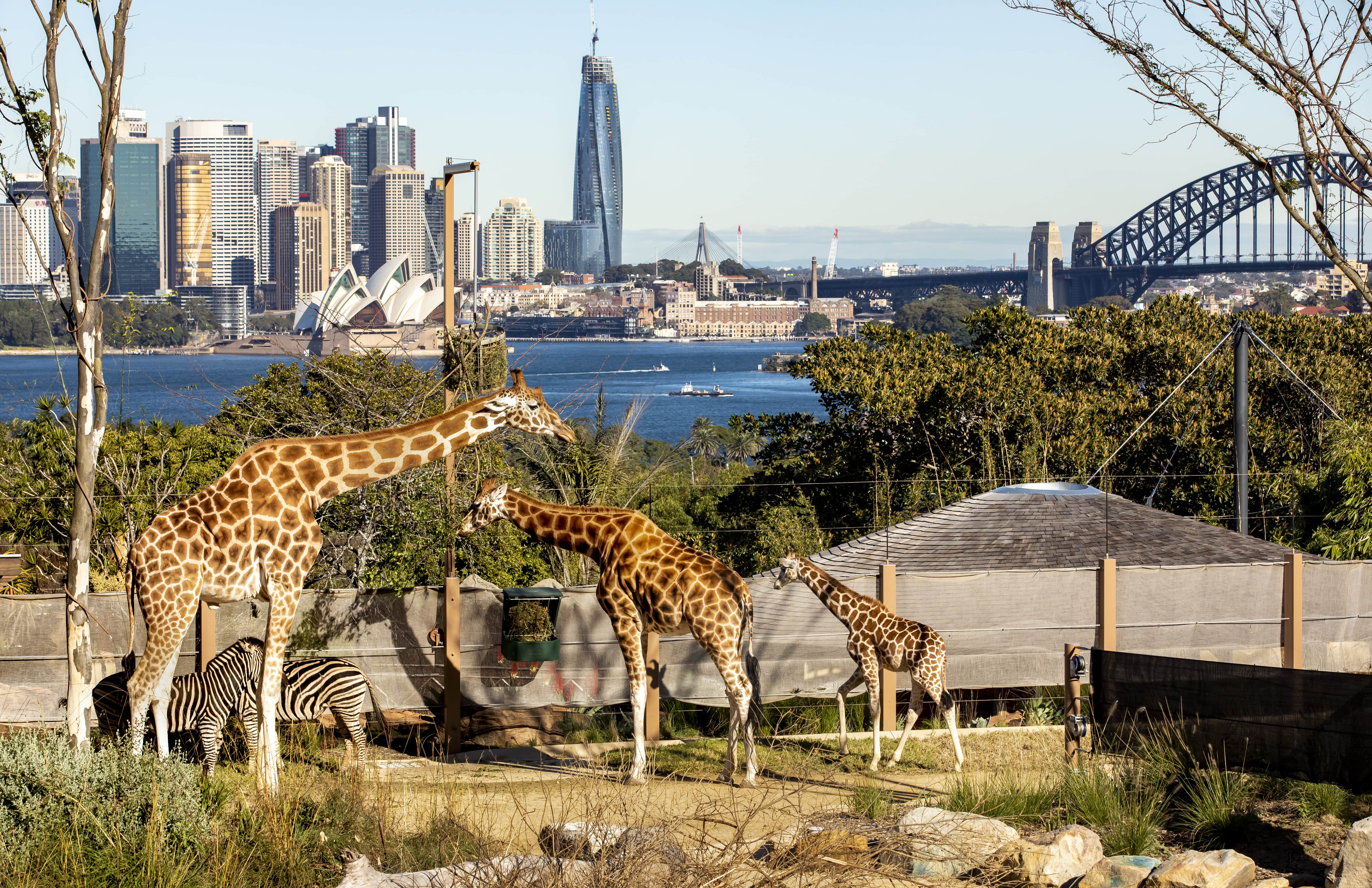 Virtual Tour Of Taronga Zoo