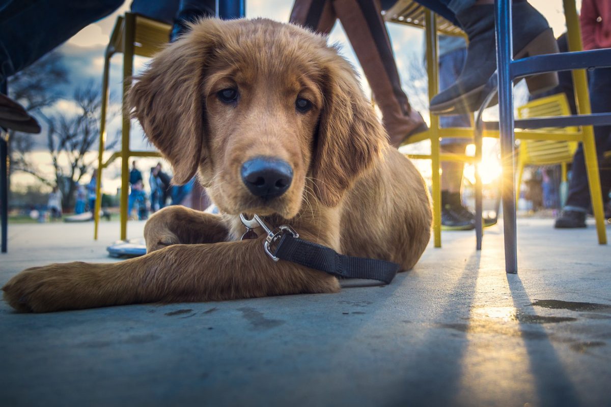 12 Wonderful Dog-Friendly Cafés And Bars Around Melbourne