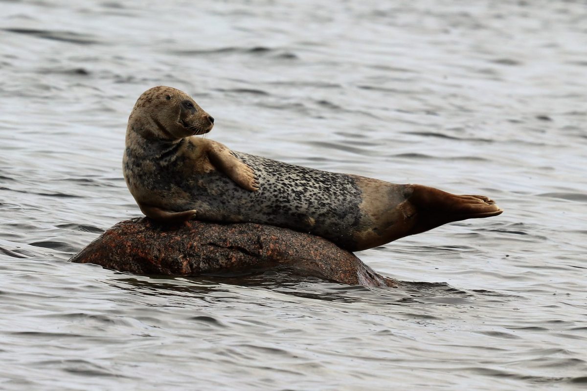 A Seal Has Been Spotted Frolicking In The Yarra River