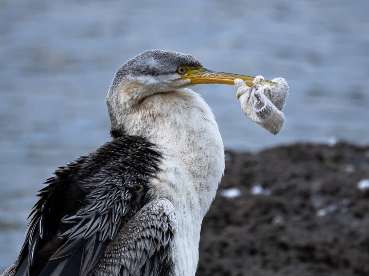 Catch A Movie At Melbourne Zoo And Support Marine Wildlife This Summer