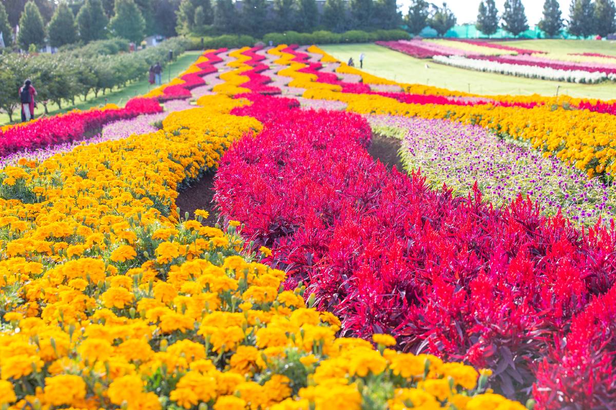 Autumn Festivals To Discover In Victoria - Secret Melbourne