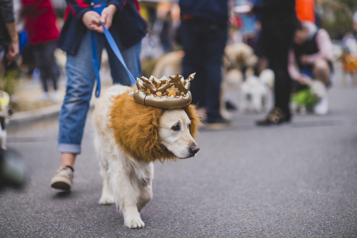 Howl-O-Ween Paw Parade In Port Melbourne - Secret Melbourne