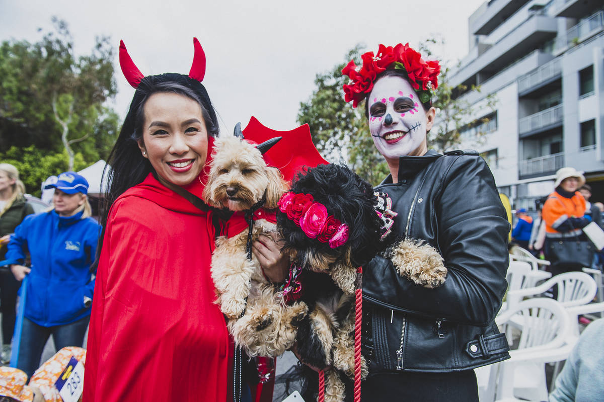 Howl-O-Ween Paw Parade In Port Melbourne - Secret Melbourne