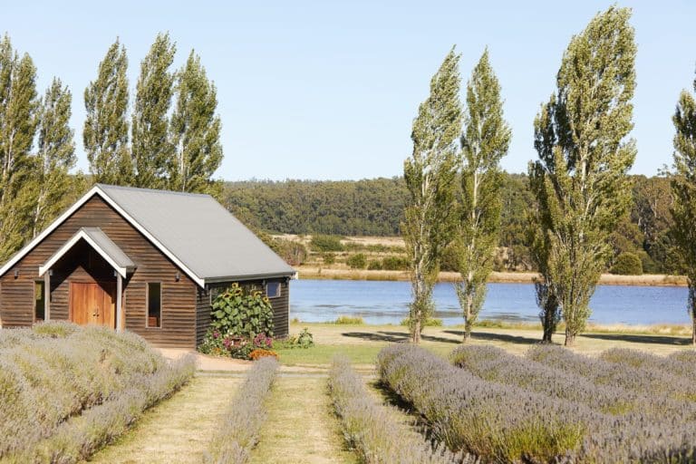 7 Lovely Lavender Fields Around Victoria - Secret Melbourne