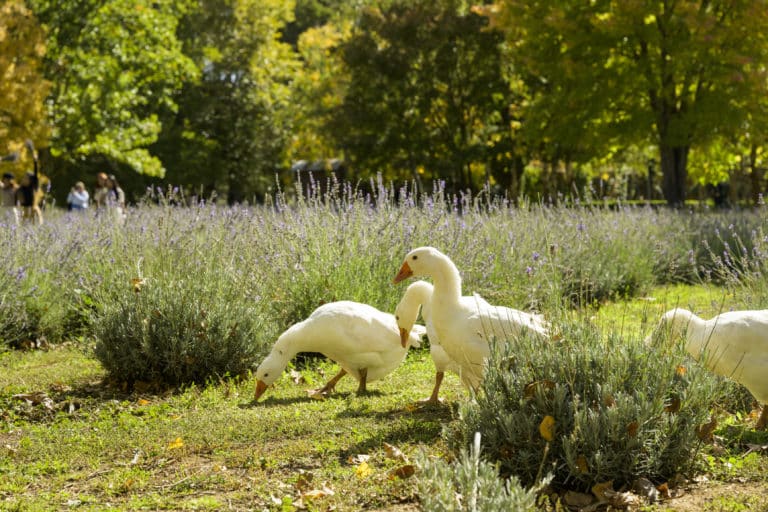 7 Lovely Lavender Fields Around Victoria - Secret Melbourne