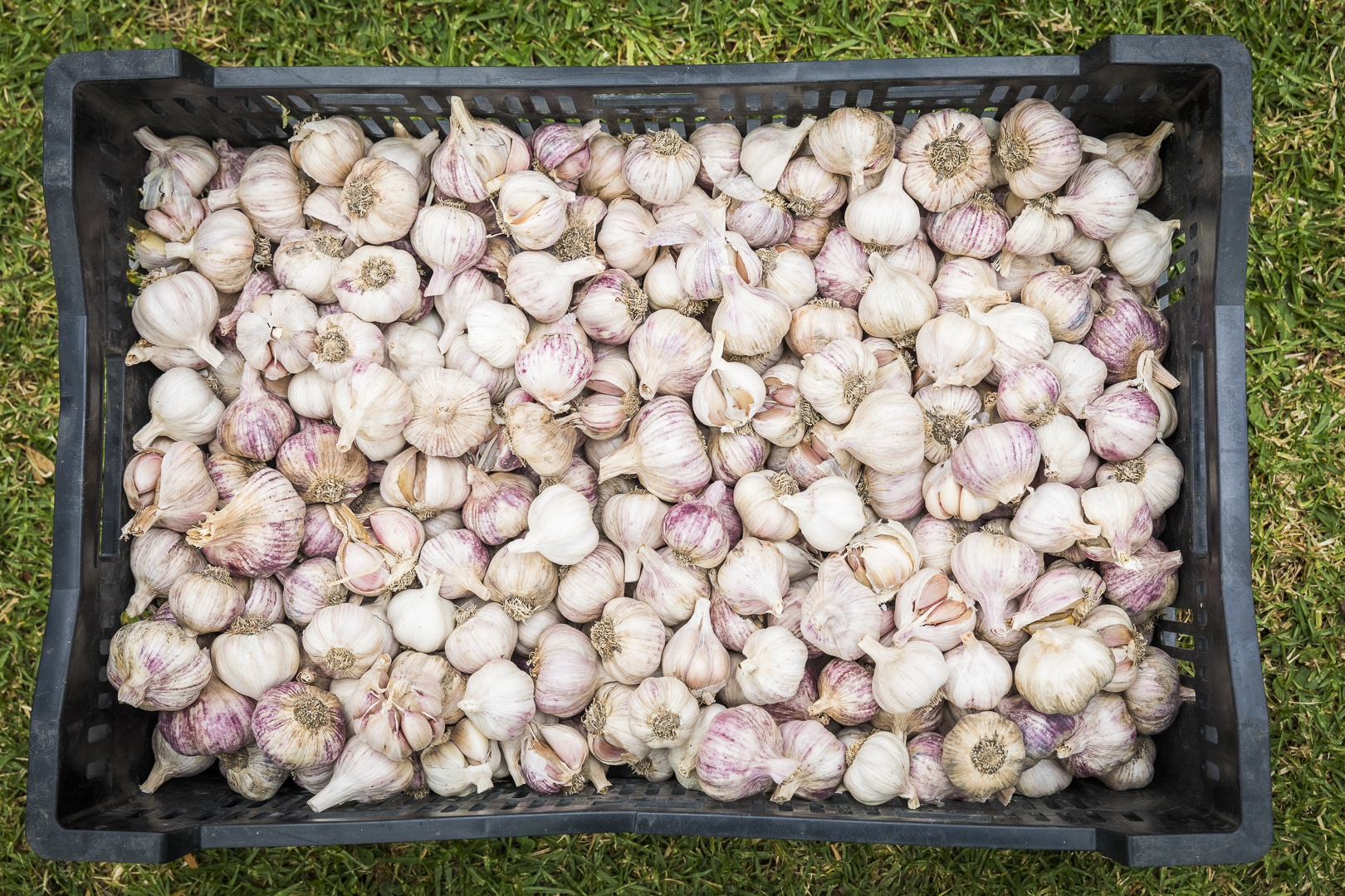 Meeniyan Garlic Festival - Secret Melbourne