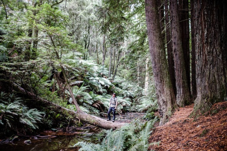 The Redwoods Otways - A Magical Day Trip From Melbourne