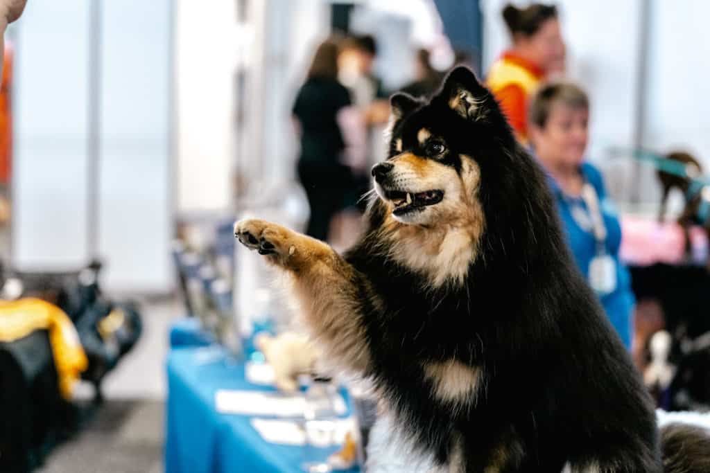 The Pet Show - An Event Dedicated To All Kinds Of Pets