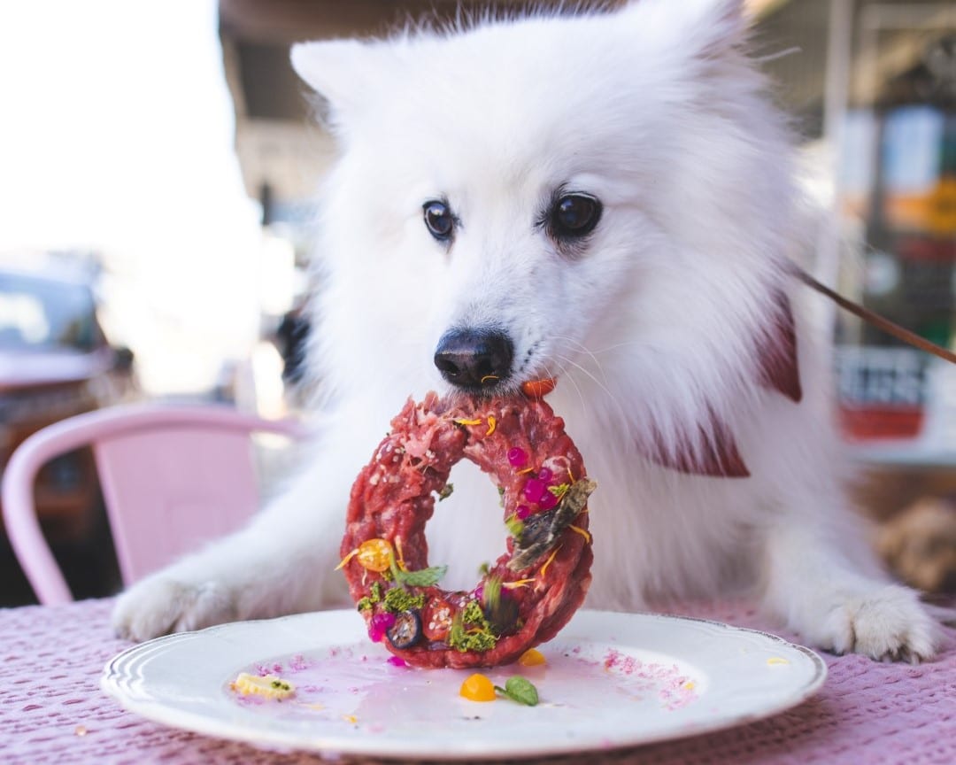 Treat Your Pooch To A Dog.ustation Dinner - Secret Melbourne