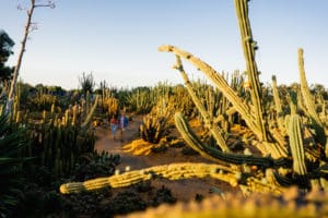 Australia's Largest Cactus Garden Is Just Three Hours Away From Melbourne