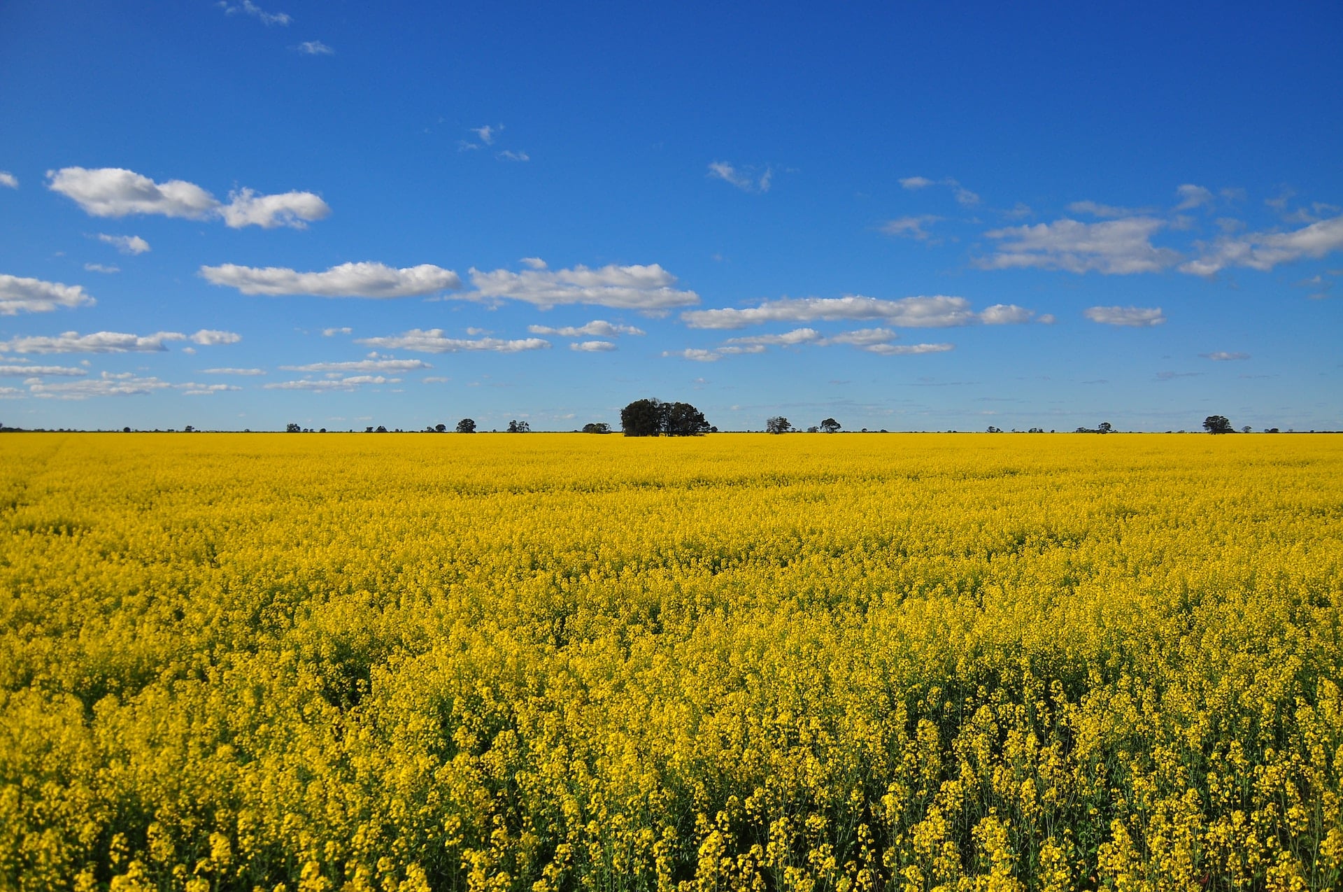 Amble Through Bright Yellow Fields On The Cornella Canola Walk