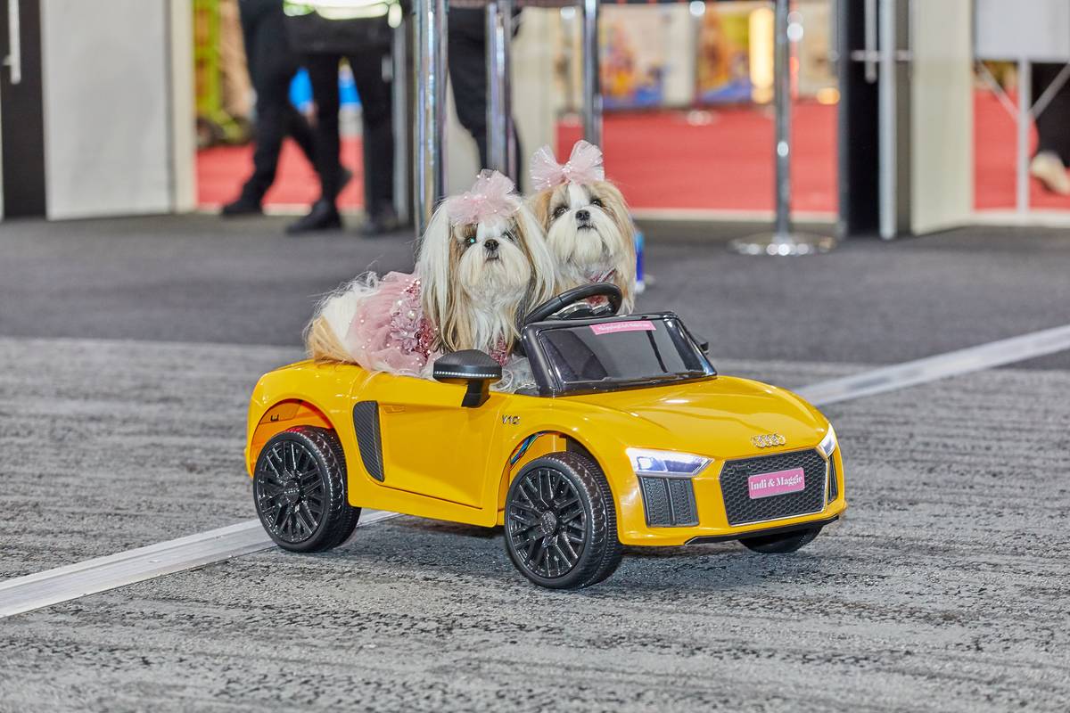 The Dog Lovers Festival Is Bounding Back This October