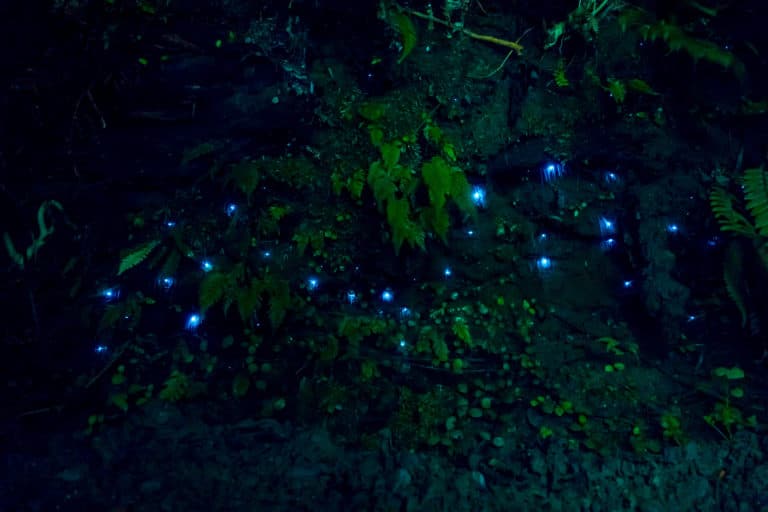 See The Glimmer Of Glow Worms In Melba Gully - Secret Melbourne