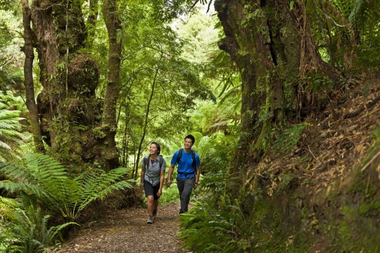 The Most Enchanting Forest Walks To Try In Victoria