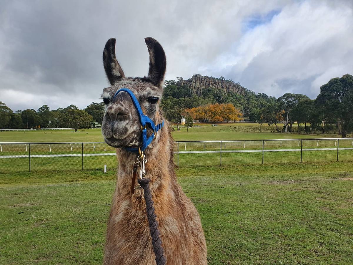 The Best Wildlife Experiences For You To Try In Victoria