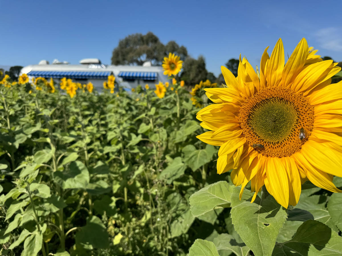 Pick Your Own Bright Blooms At This Sunflower Farm In The Surf Coast