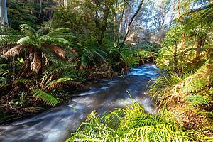 Take A Stroll Through A Majestic Redwood Forest That's 90 Minutes Away ...