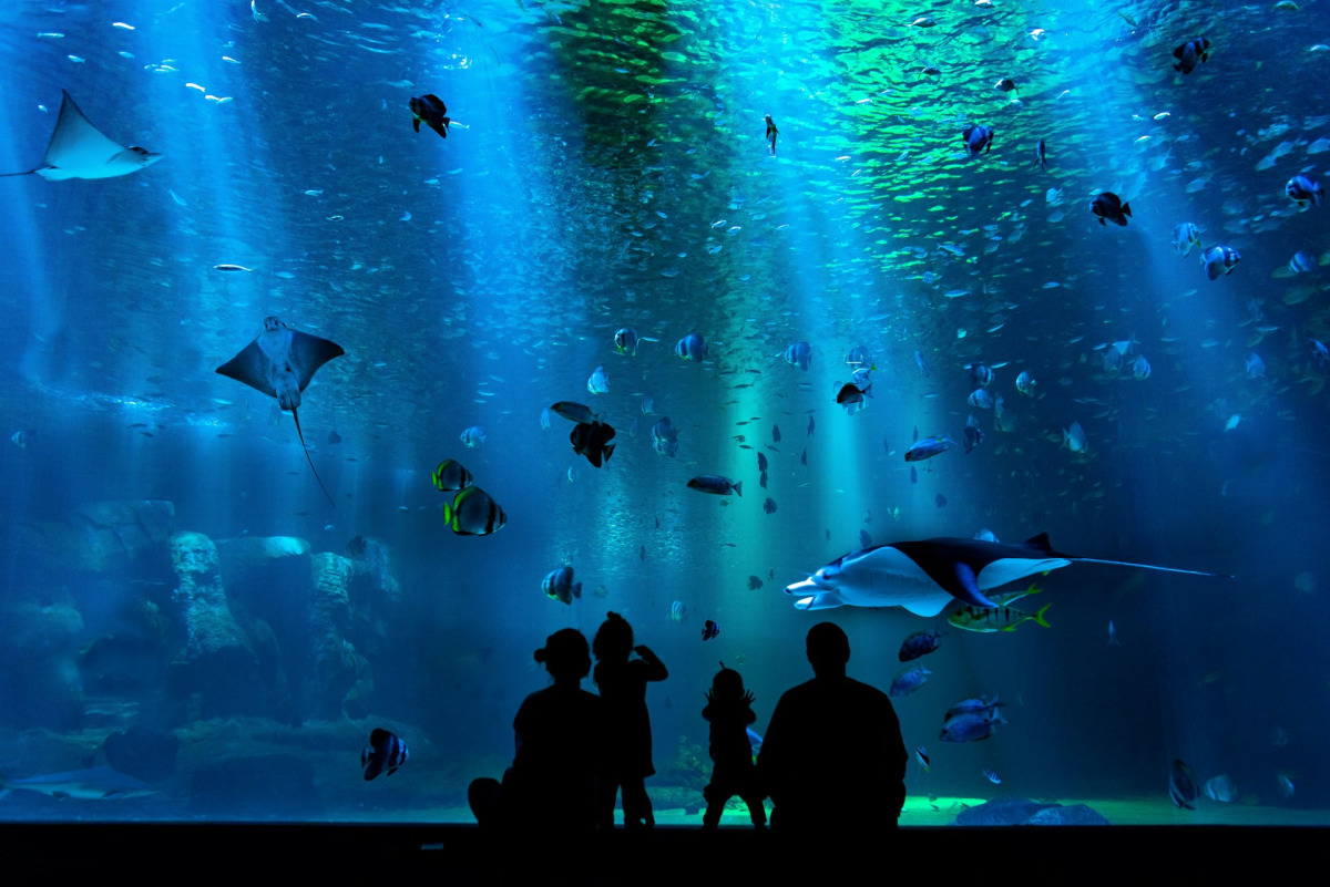SEA LIFE Melbourne: What You Need To Know