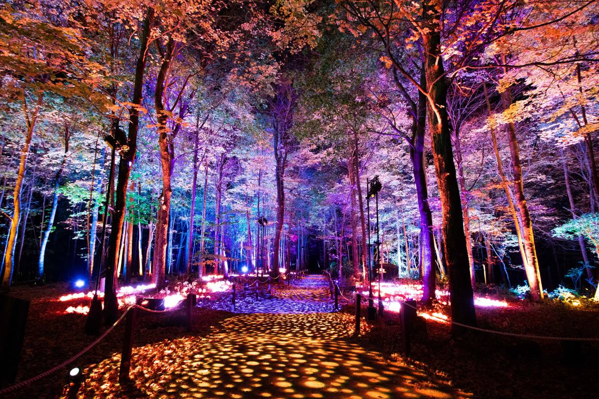 A New Venue For The Forbidden Forest Experience