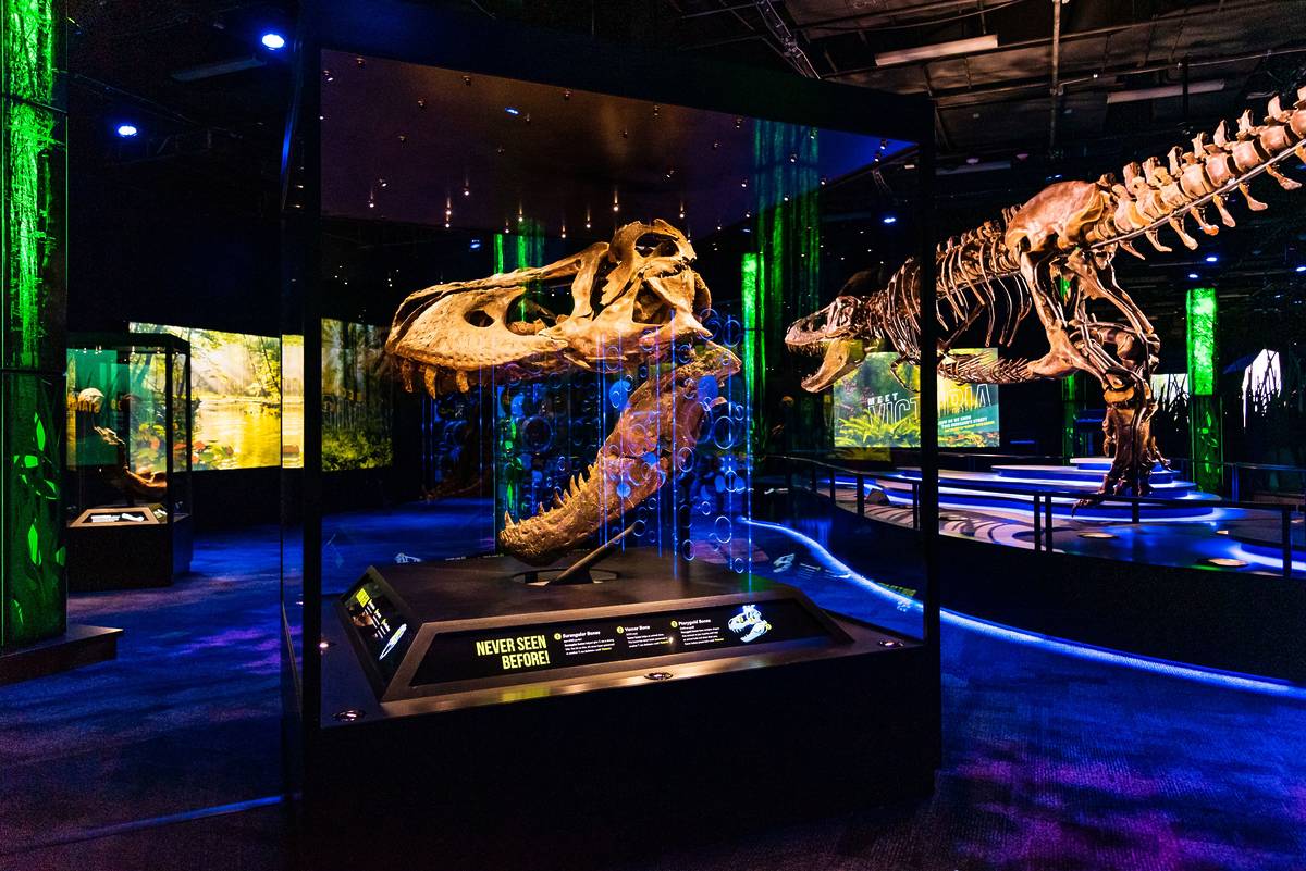Victoria The T. Rex At Melbourne Museum - Secret Melbourne