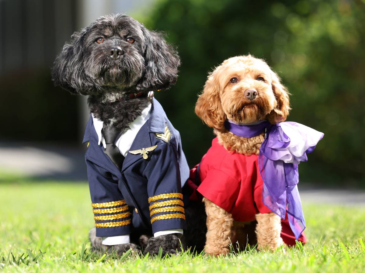 Virgin Australia Is Set To Welcome Pets In The Cabin - Secret Melbourne