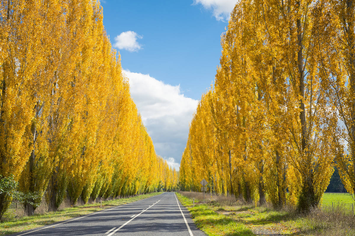 The Best Places To See Autumn Leaves In Melbourne And Victoria