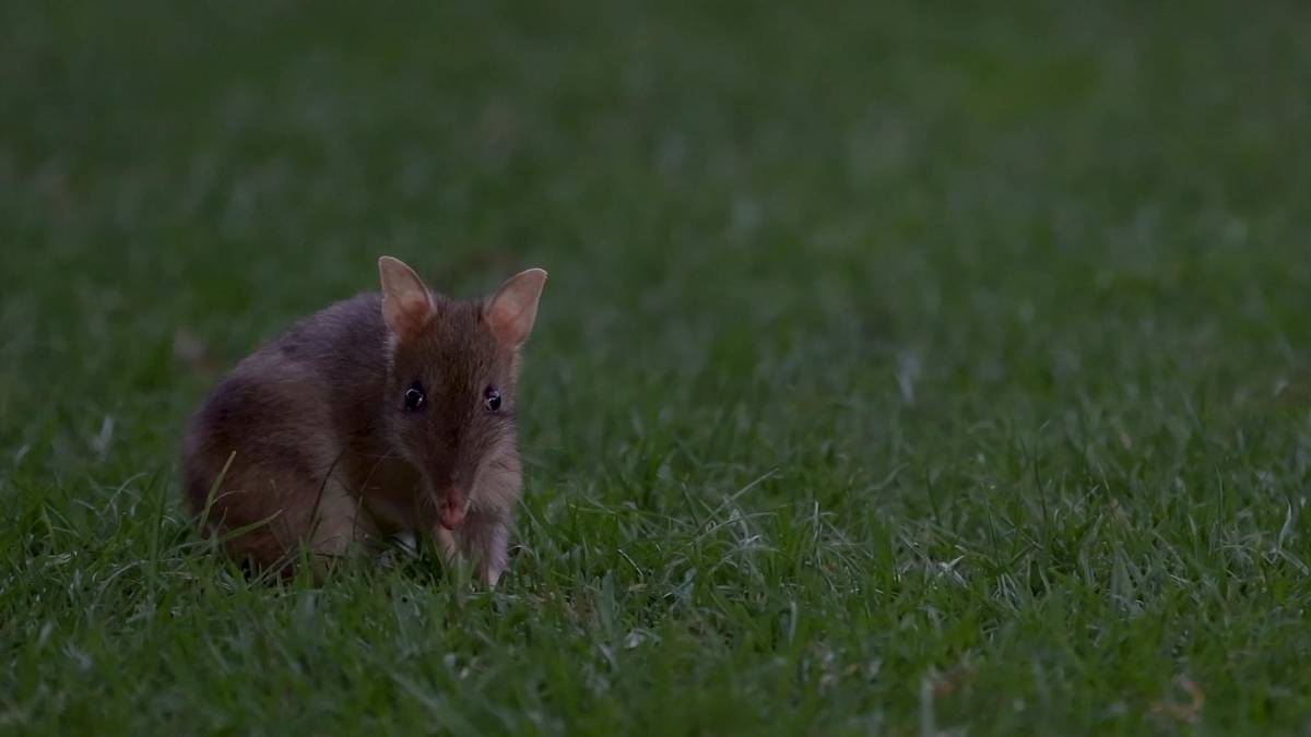 Bandicoot Discovery Tour On Churchill Island - Secret Melbourne