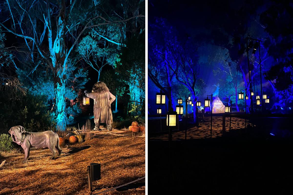 The Forbidden Forest Experience Is Open In Melbourne Until July