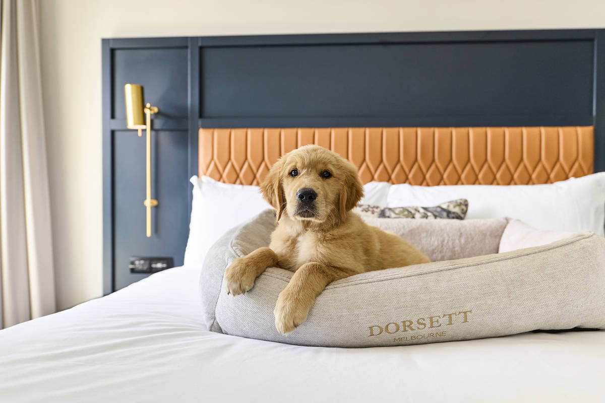 8 Delightful Pet-Friendly Hotels In Melbourne