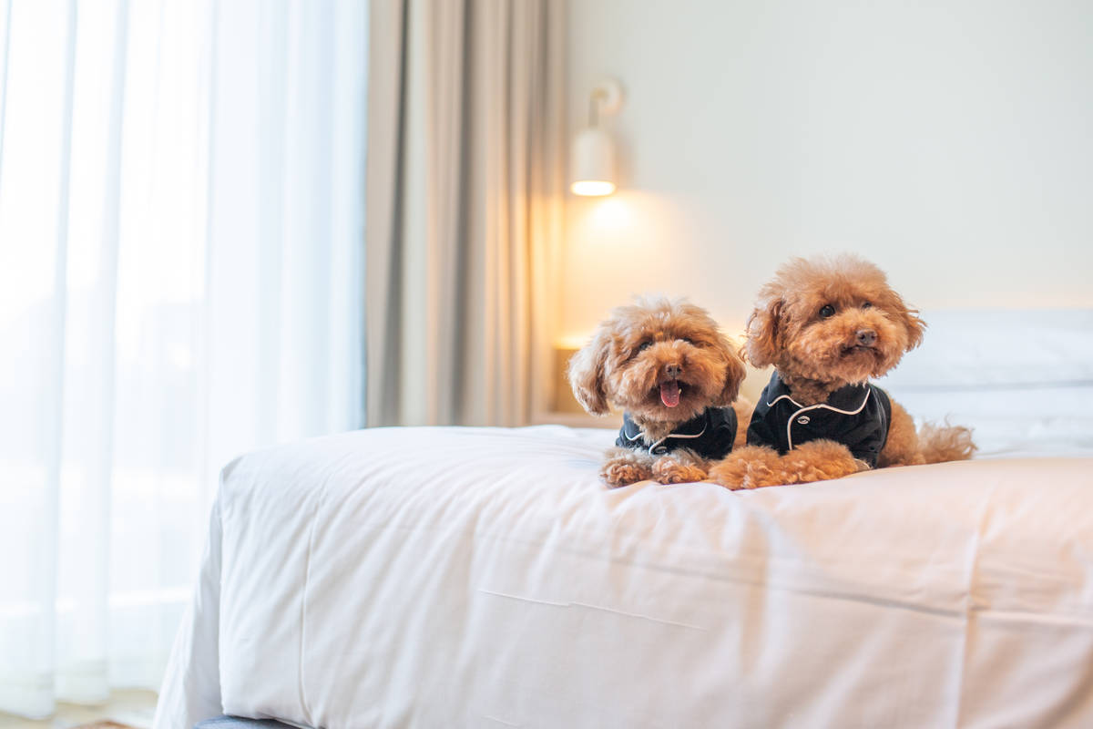 8 Delightful Pet-Friendly Hotels In Melbourne