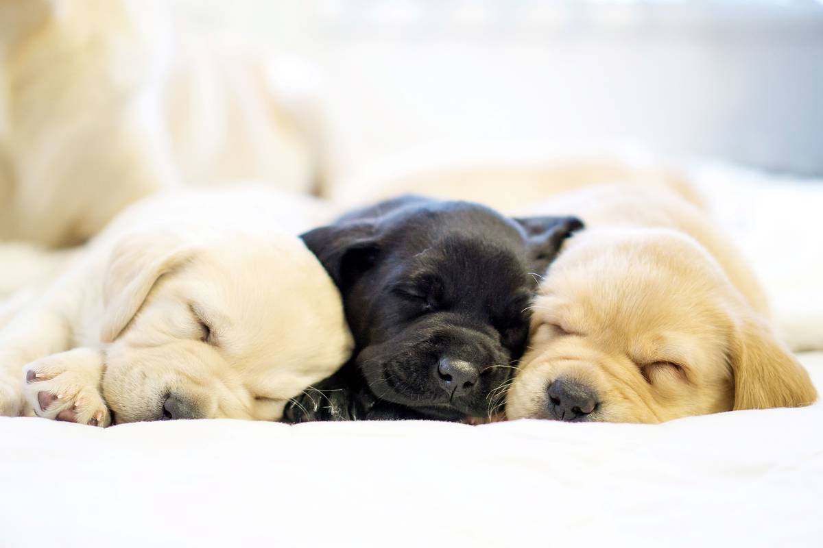 Cuddle Up With Adorable Puppies At A Guide Dogs Pup-Up Café