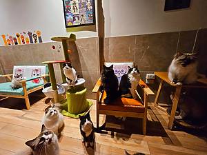 13 Fun And Imaginative Themed Cafes To Visit In Melbourne