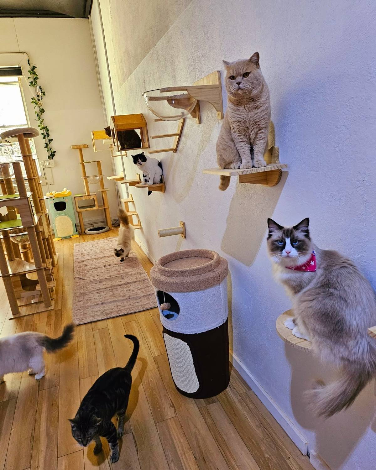 The Purrfect Cat Café Melbourne Will Reopen This June