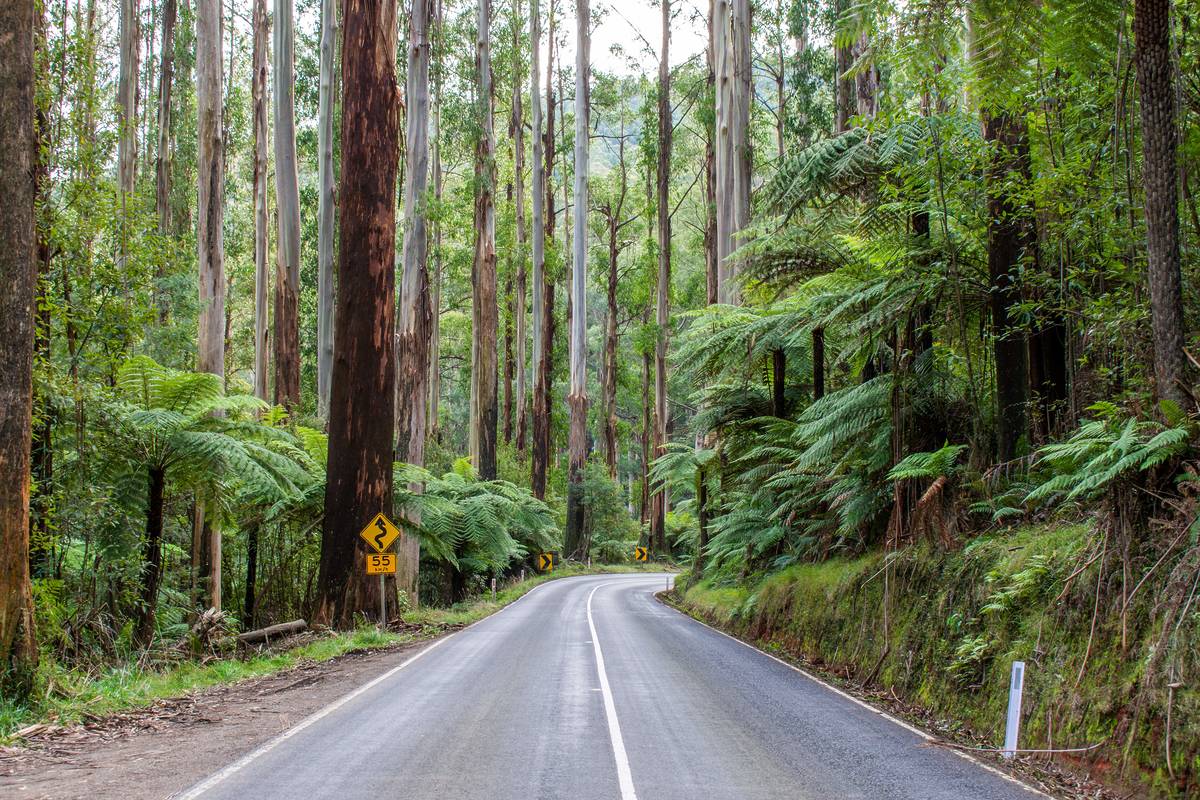This Majestic Drive Near Melbourne Will Take You Through Picturesque ...