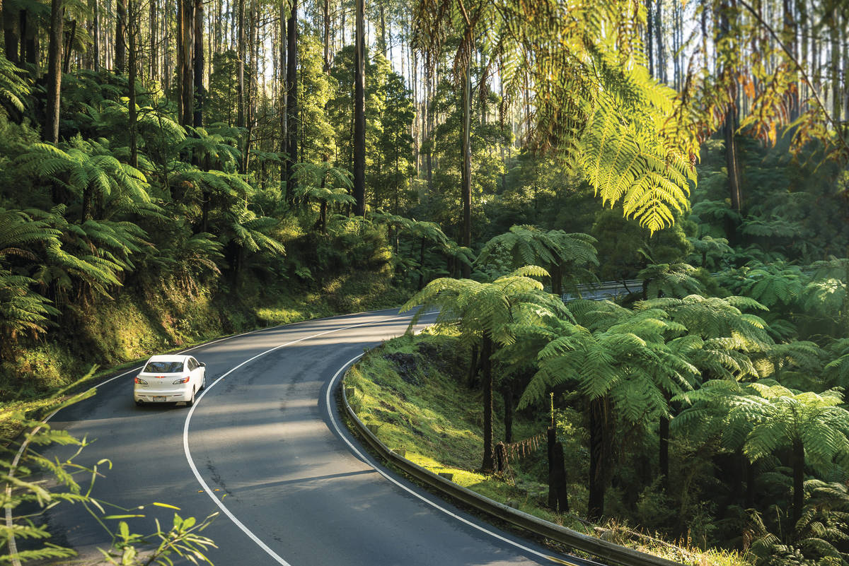 This Majestic Drive Near Melbourne Will Take You Through Picturesque ...