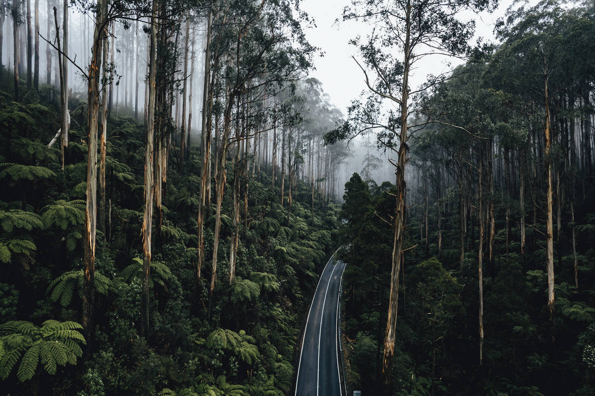 This Majestic Drive Near Melbourne Will Take You Through Picturesque ...