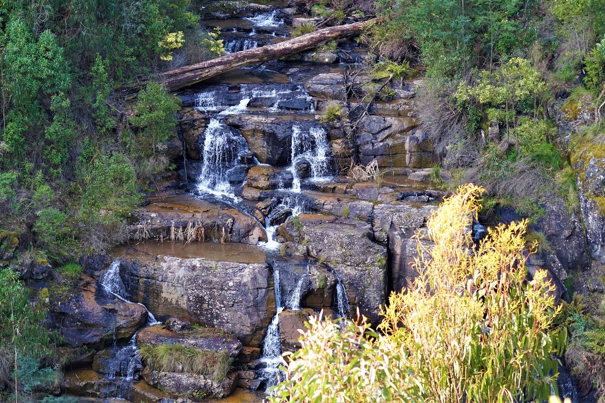 The Most Enchanting Forest Walks To Try In Victoria