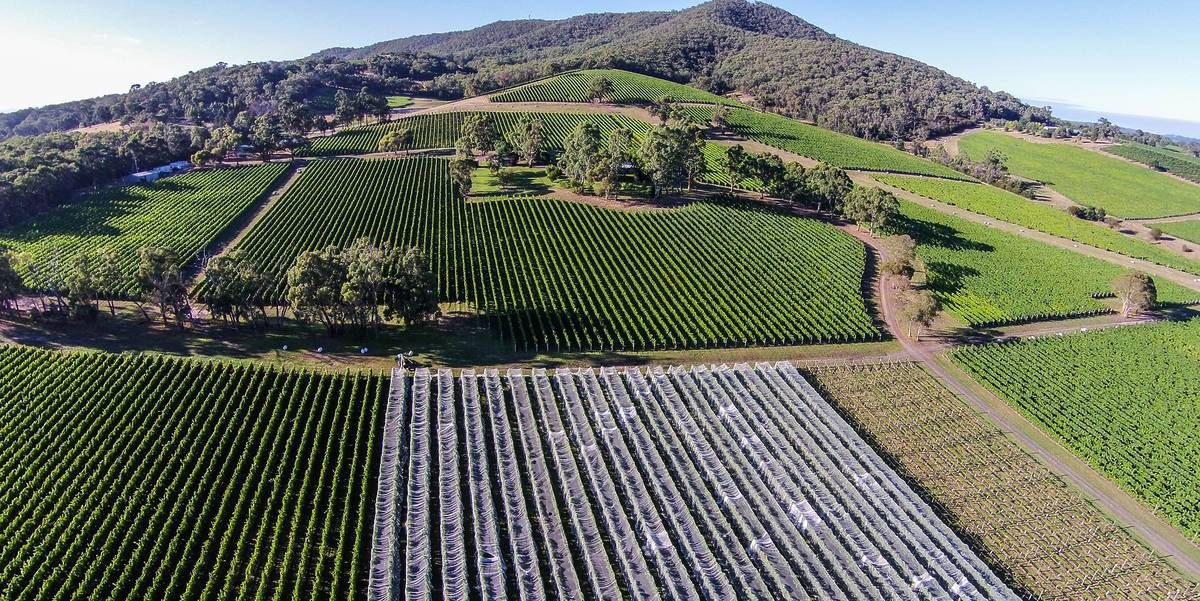 This Victorian Vineyard Has Been Named Winery Of The Year