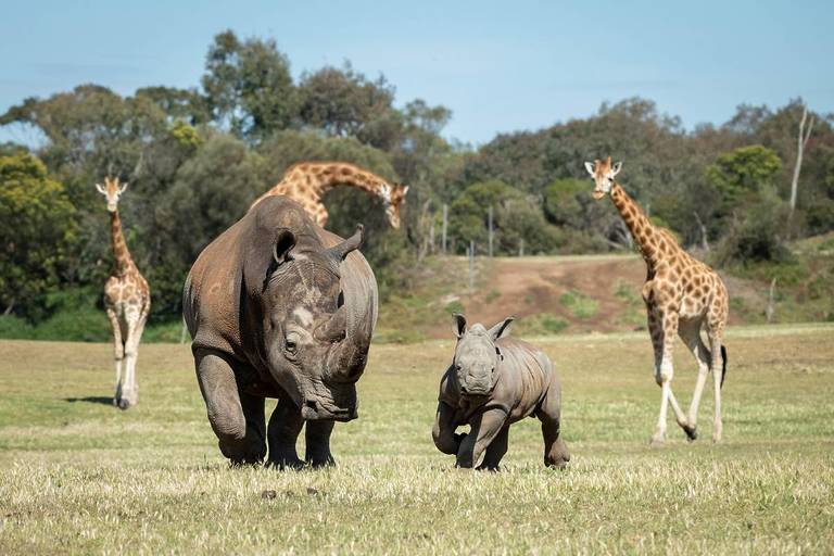 The Best Wildlife Experiences For You To Try In Victoria