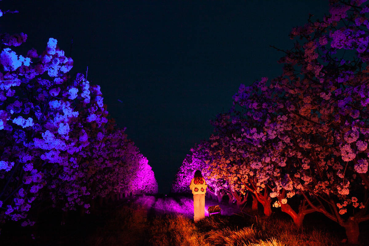 Blossom By Light At CherryHill Orchards - Secret Melbourne