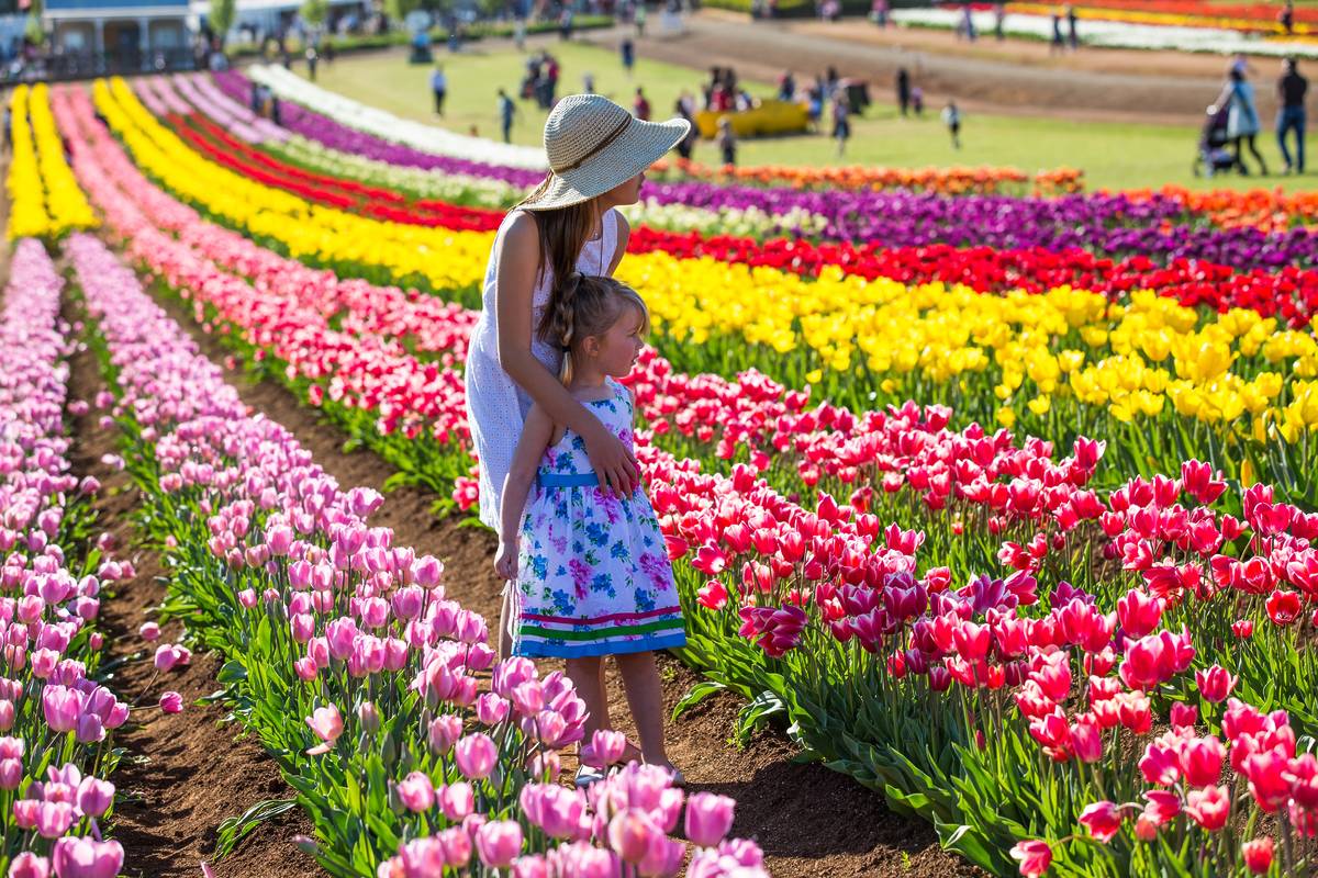 The Most Enchanting Flower Festivals To See Around Melbourne And ...
