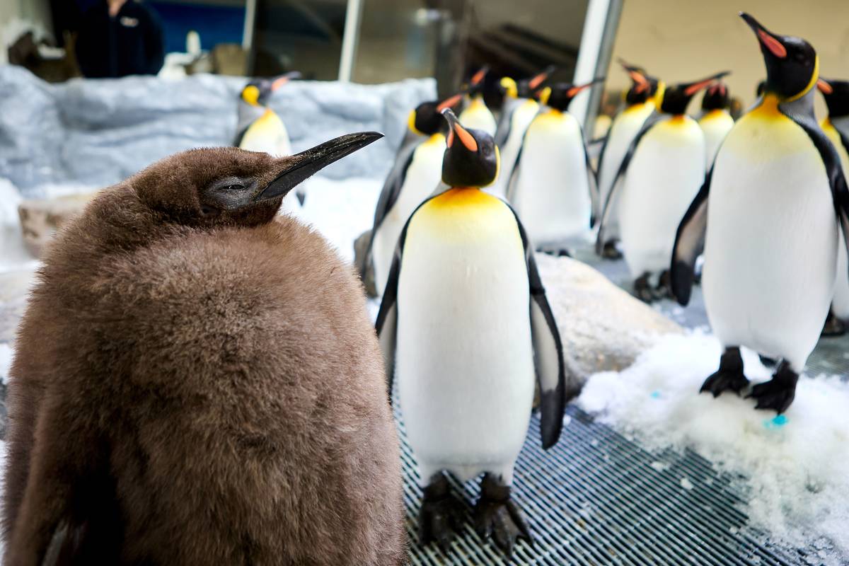 Who Is Pesto The Penguin And Why Is He So Fluffy And Chonky?