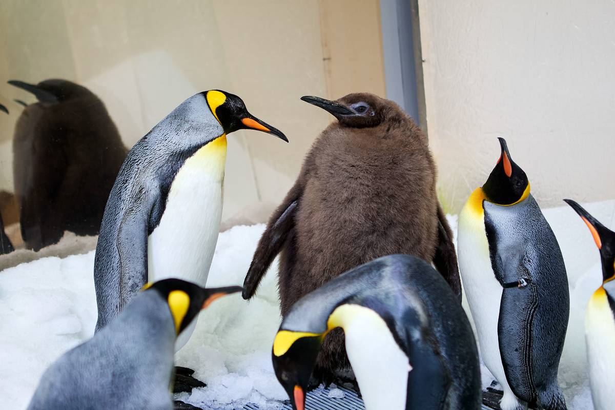 Who Is Pesto The Penguin And Why Is He So Fluffy And Chonky?